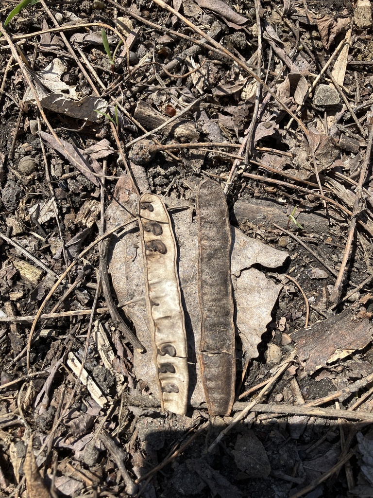 black locust from N Fifth St, Mankato, MN, US on April 25, 2023 at 02: ...