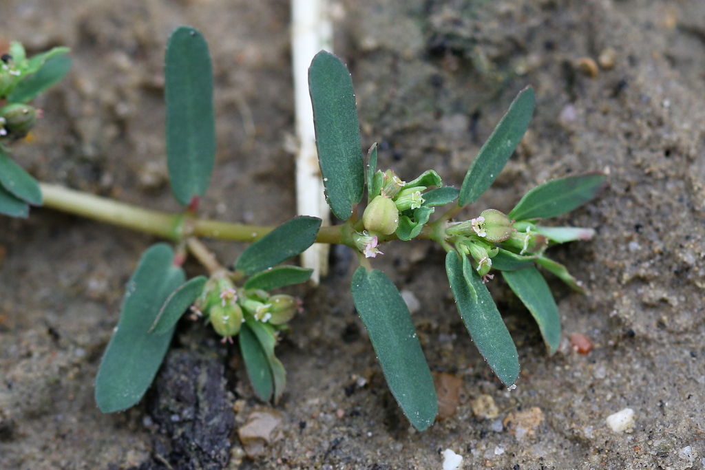 Glabrous Spotted Spurge from Port Arthur, TX, USA on August 7, 2018 at ...