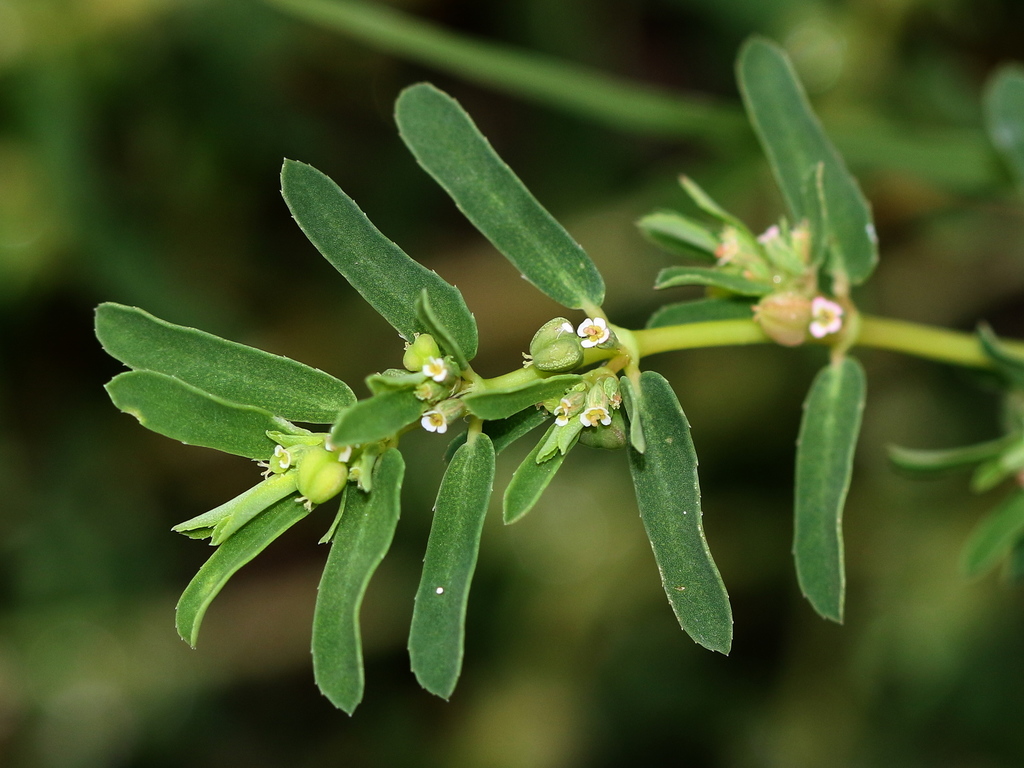 Glabrous Spotted Spurge from Port Arthur, TX, USA on August 7, 2018 at ...