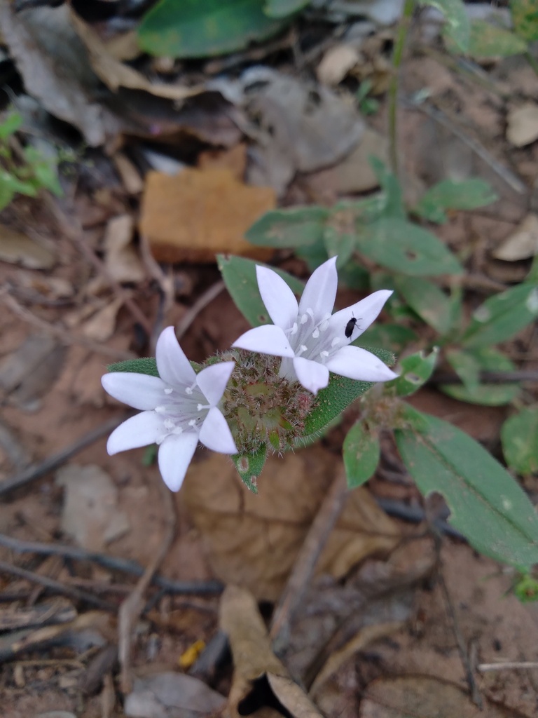 largeflower Mexican clover from Dom Expedito Lopes - PI, Brasil on ...