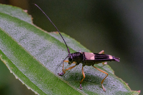 Glenea anticepunctata · iNaturalist