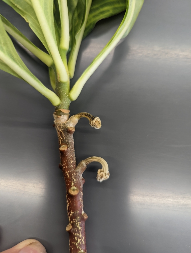 Something from Corvallis, OR 97331, USA on July 1, 2022 at 11:21 AM by ...