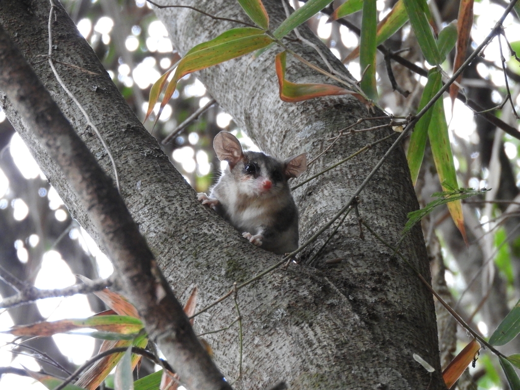 Buff-bellied fat-tailed mouse oppossum in August 2022 by Agustina ...