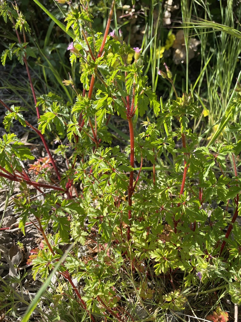 Little-Robin from Graham Hill Rd, Santa Cruz, CA, US on April 25, 2023 ...