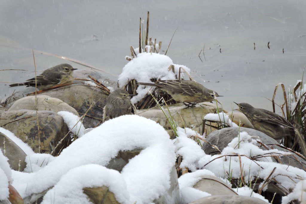 American Pipit from Northwest Calgary, Calgary, AB, Canada on April 25 ...