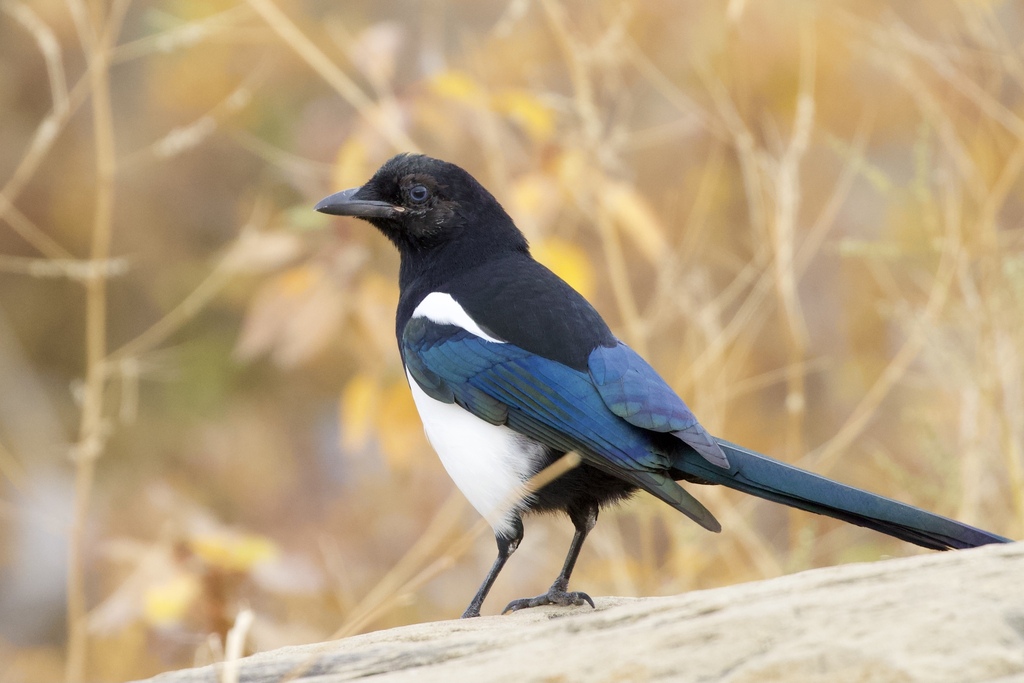 Black-billed Magpie from Northwest Calgary, Calgary, AB, Canada on October 05, 2021 at 08:55 AM ...