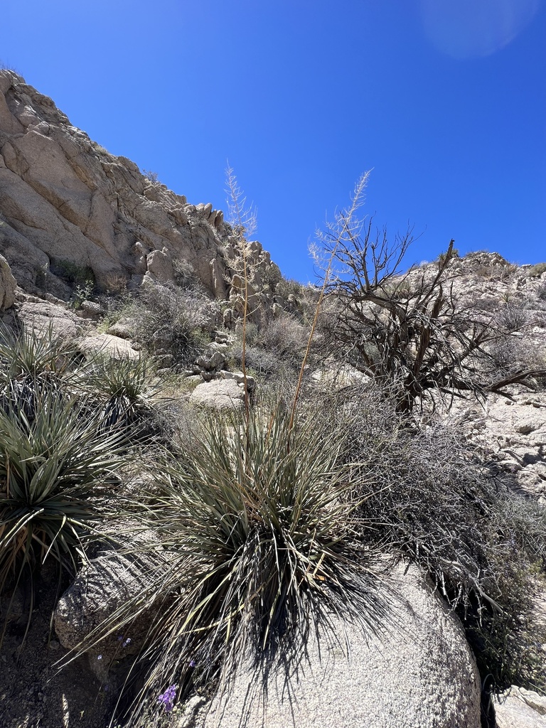 Bigelow's nolina from Joshua Tree National Park, Indio, CA, US on April ...