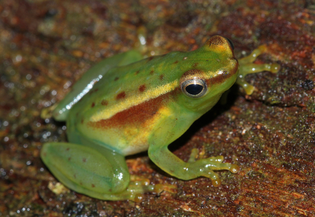 Pygmy Hatchet-faced Tree Frog in January 2013 by Jake Scott · iNaturalist