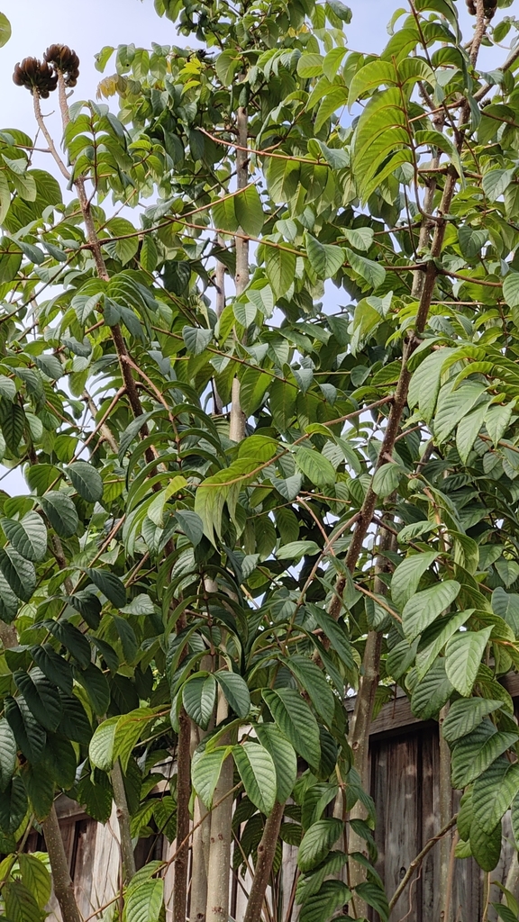 African tulip tree in April 2023 by Lewis · iNaturalist