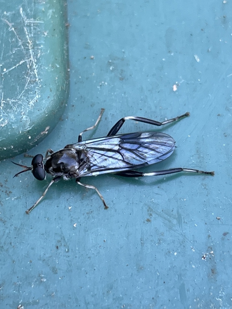 Garden soldier fly from Upper Sweetwater Creek Reserve, Frankston South ...