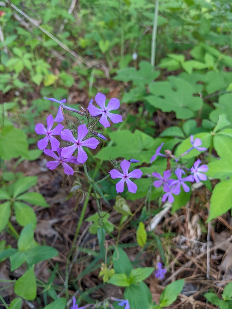 common prairie Phlox in April 2023 by Eric Ungberg · iNaturalist