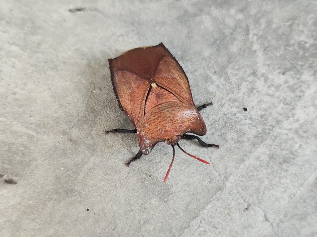 Stink Bugs, Shield Bugs, and Allies from Cheras, Selangor, Malaysia on ...