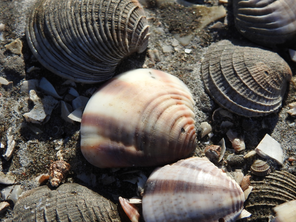 Iliochione subrugosa from Navolato, Sin., México on April 23, 2023 at ...