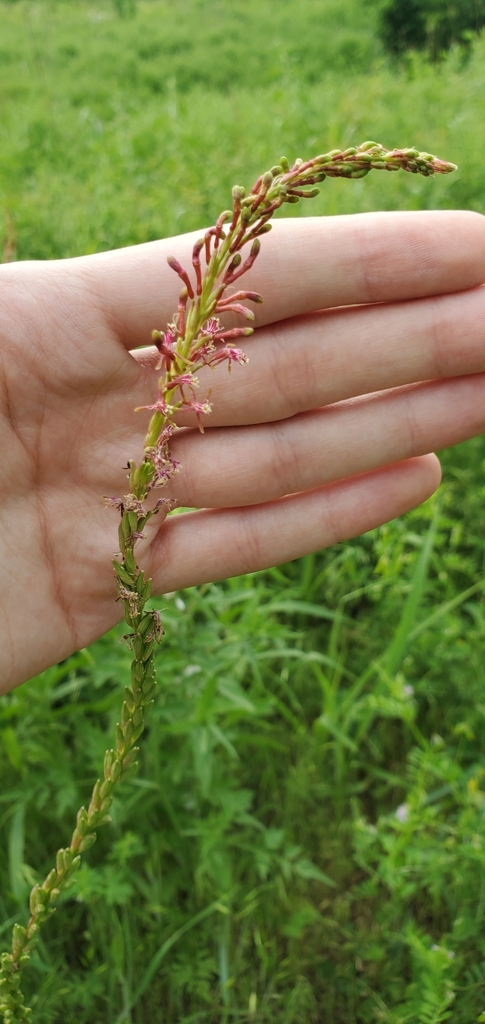 velvetweed from Arlington, TX 76012, USA on April 25, 2023 at 05:14 PM ...