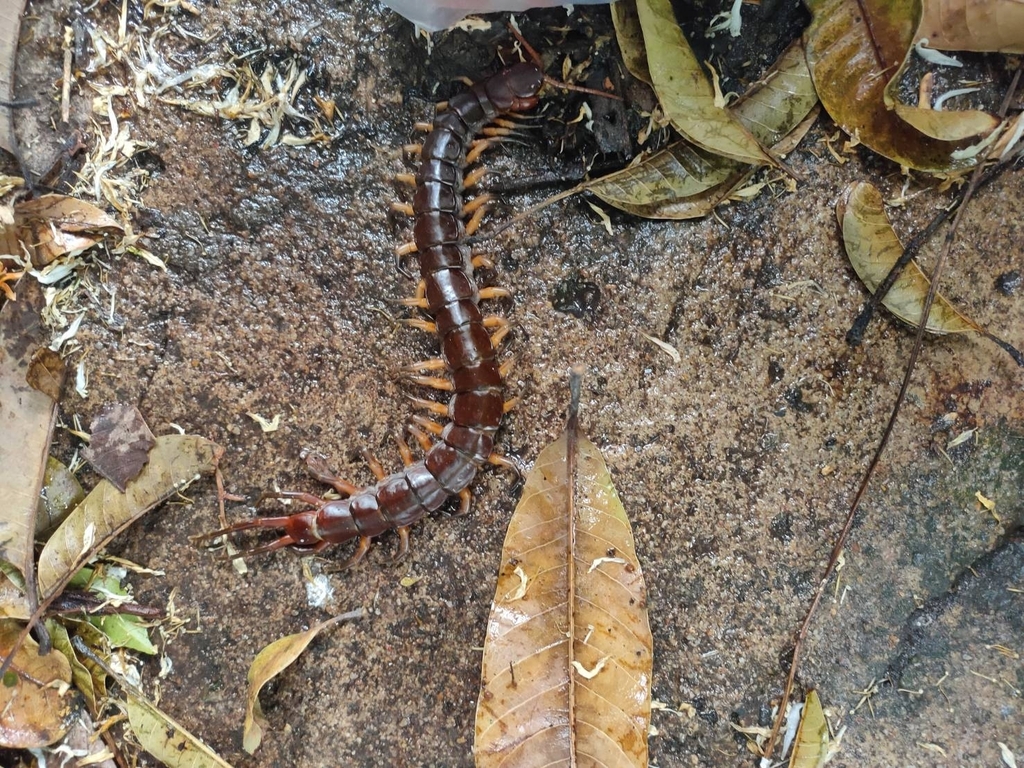 Vietnamese Centipede from Kittipan Farm on April 26, 2023 at 07:49 AM ...
