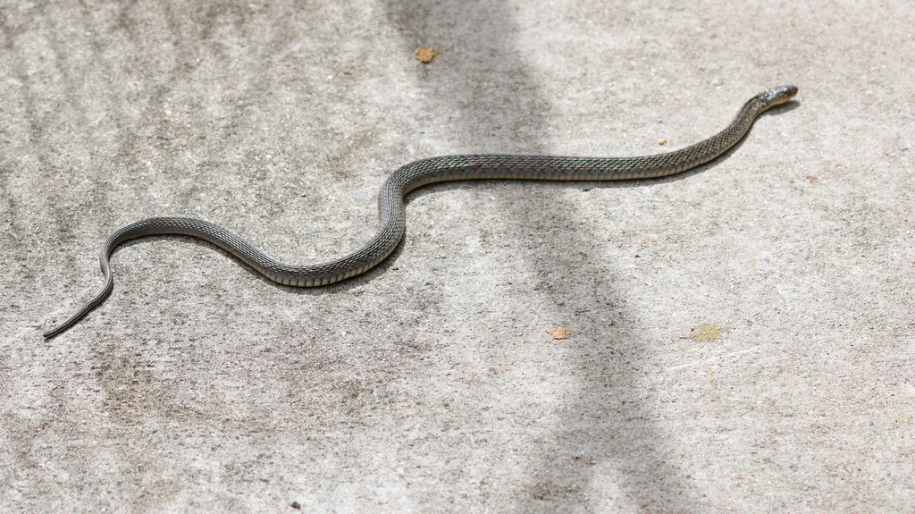 Common keelback from Brisbane QLD, Australia on April 26, 2023 at 11:11 ...