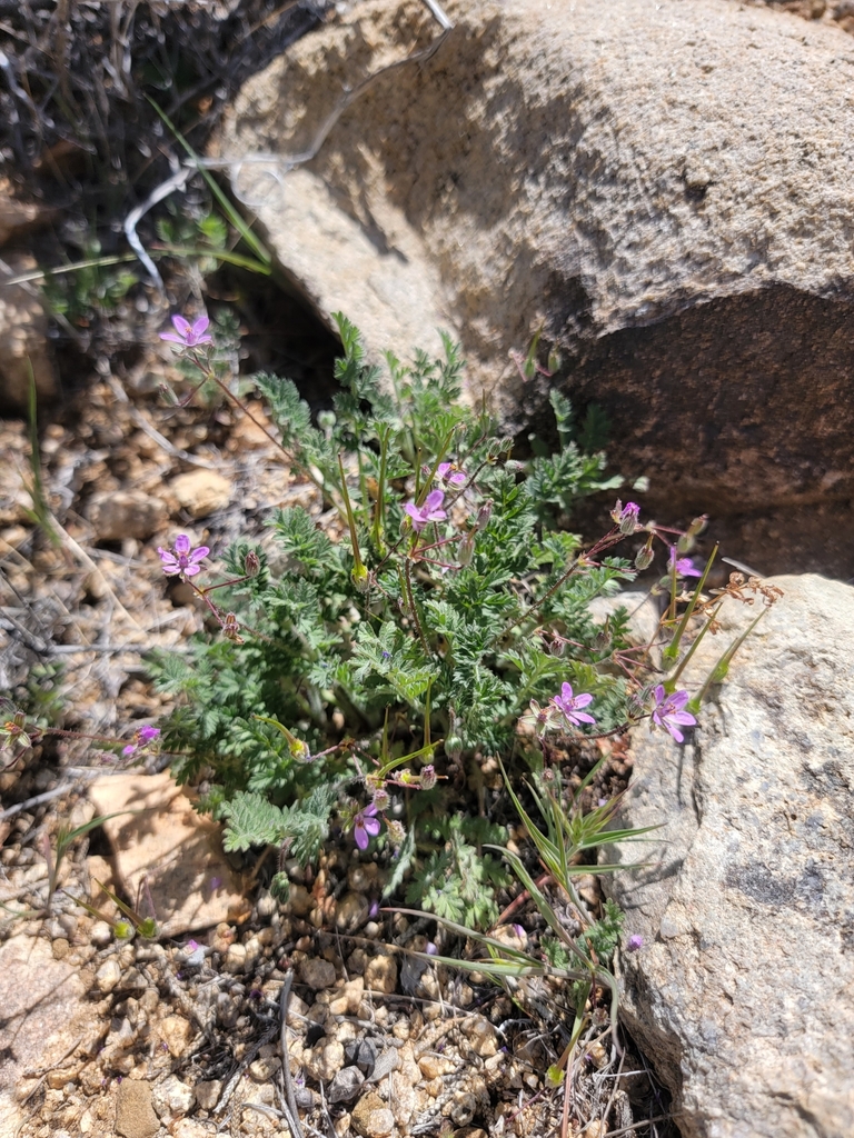 Redstem Stork's-bill from Joshua Tree National Park on April 14, 2023 ...