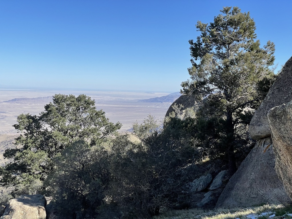 Parry pinyon from Anza-Borrego Desert State Park, Borrego Springs, CA ...