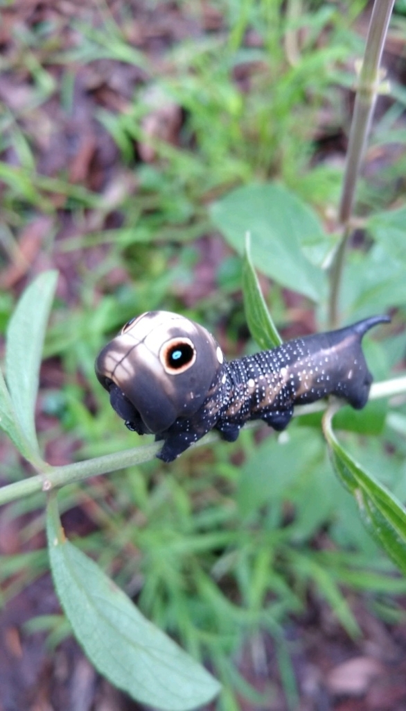 Falcon Sphinx from 14700 San Miguel Ajusco, CDMX, México on April 26 ...