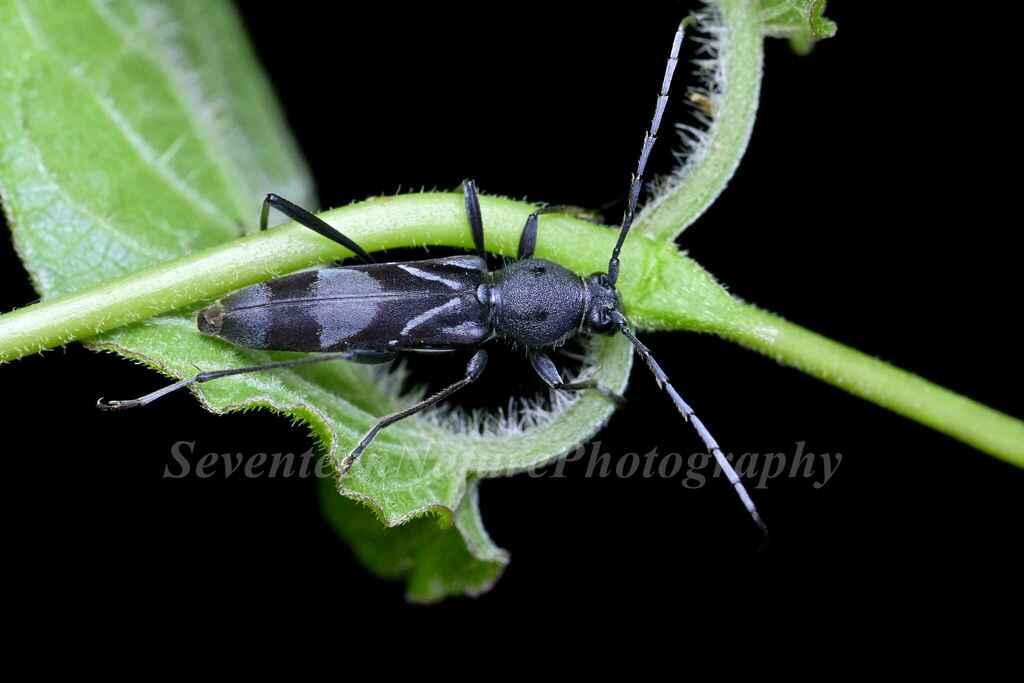 Rhaphuma theryi from 中国江苏省南京市玄武区 on April 24, 2023 at 10:40 PM by 石柒 ...