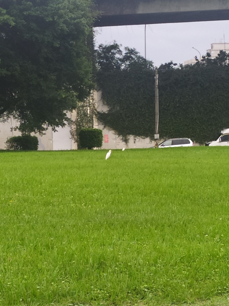 Eastern Cattle Egret from 108, Taiwan, 台北市萬華區柳鄉里 on April 26, 2023 at ...