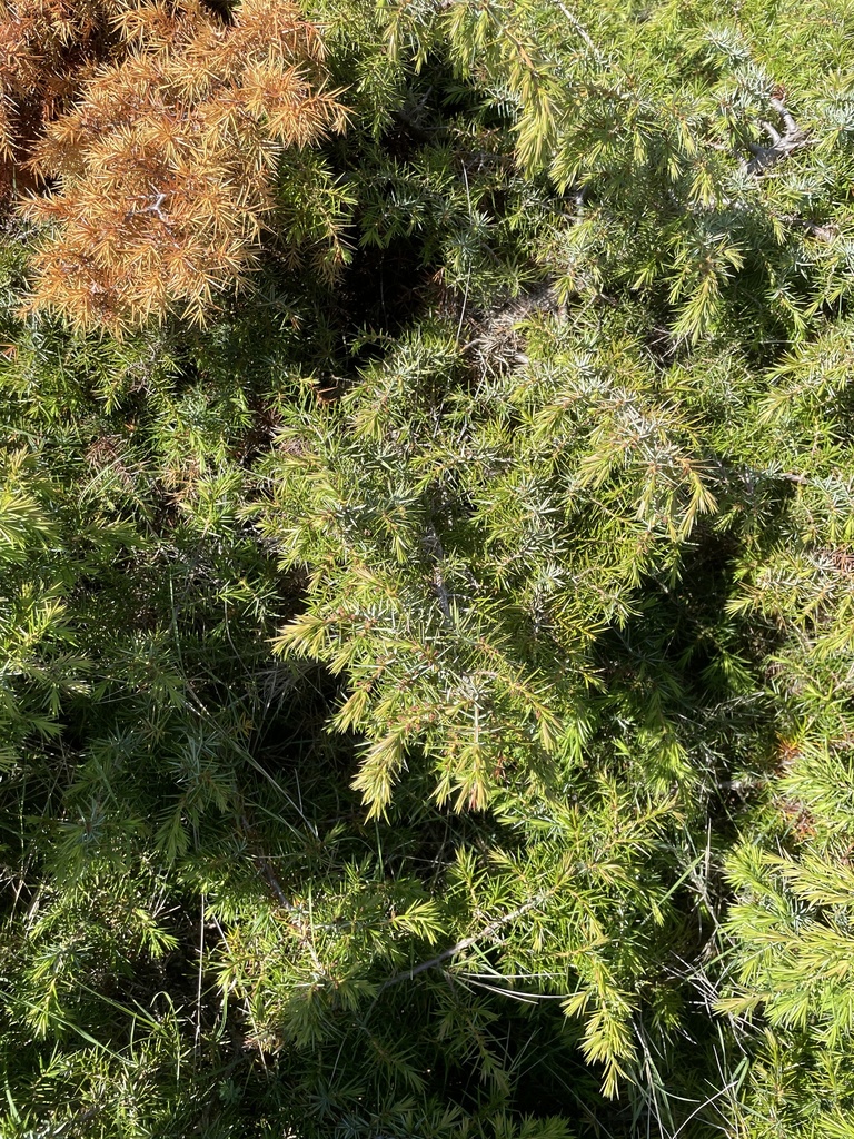 needle-leaf junipers from NA-700, Cendea de Olza, Navarra, ES on April ...