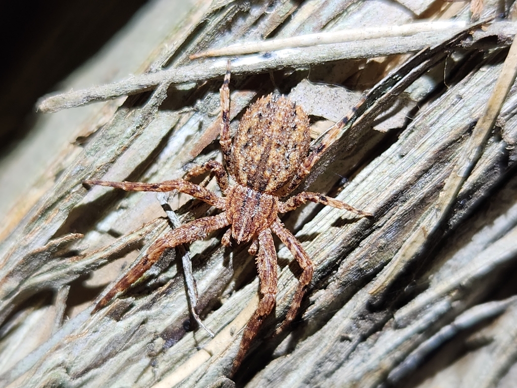 Cambridge's Crab Spider from Nangkita SA 5210, Australia on April 26 ...