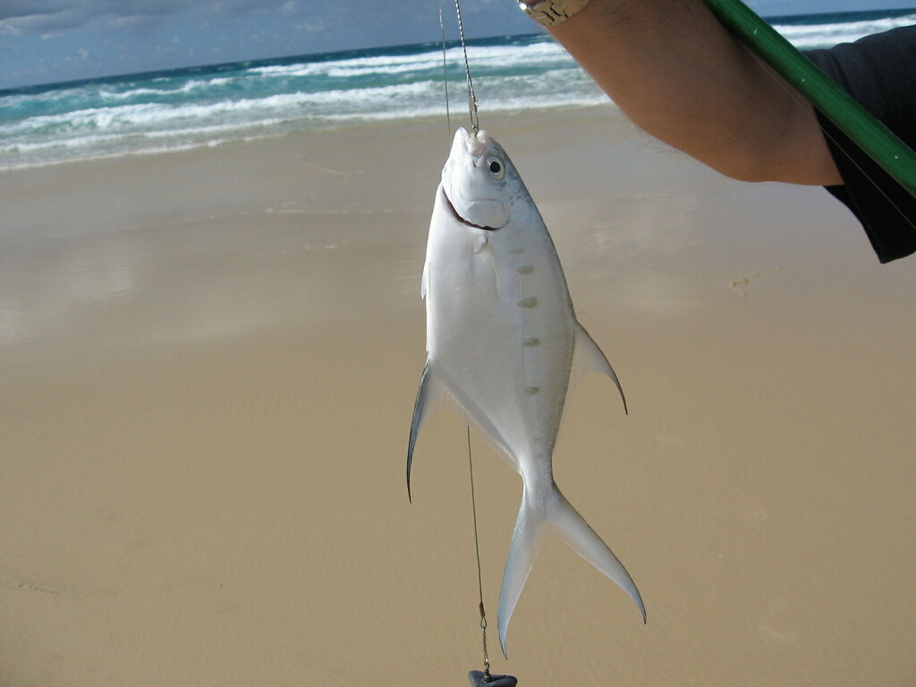 Swallowtail Dart from Hervey Bay - Pt B, AU-QL, AU on June 27, 2005 at ...