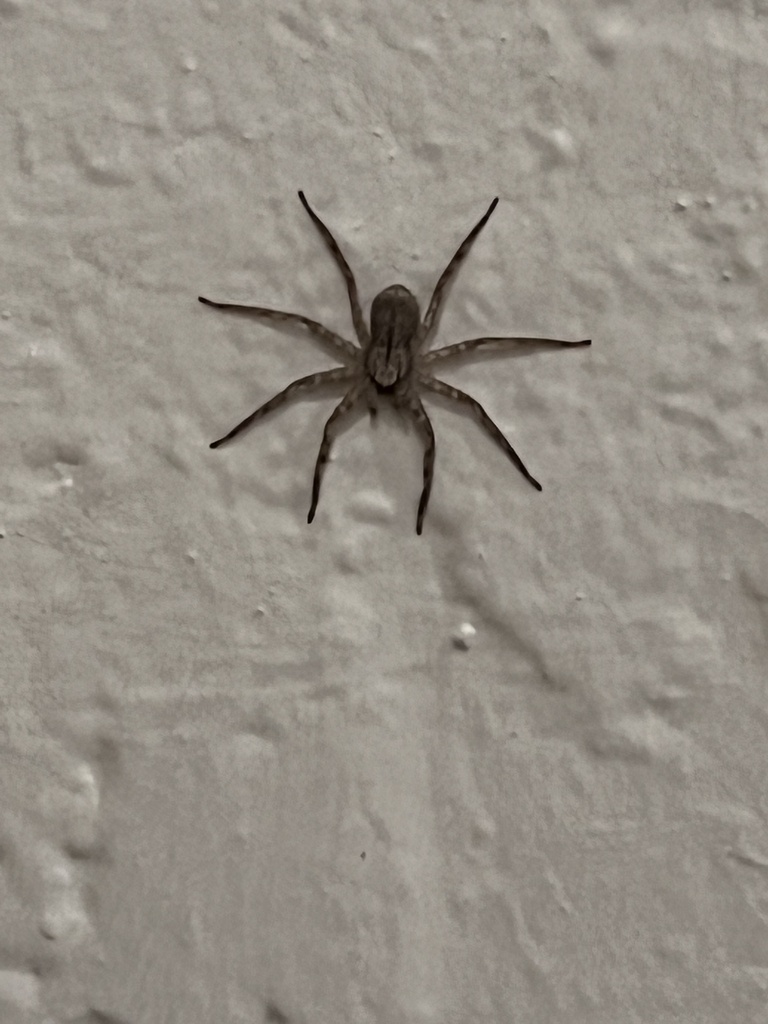 Crescent-eyed Spiders from SW 84th St, Miami, FL, US on April 01, 2023 ...