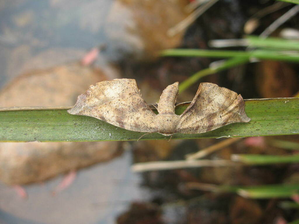 Broken Leaf Moth from Wapengo NSW 2550, Australia on December 19, 2005 ...
