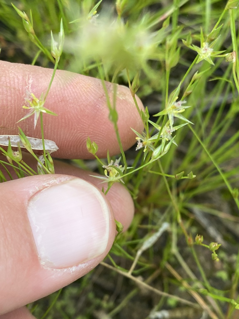 Toad rush from San Diego Zoo Safari Park, San Diego, CA, US on April 25 ...