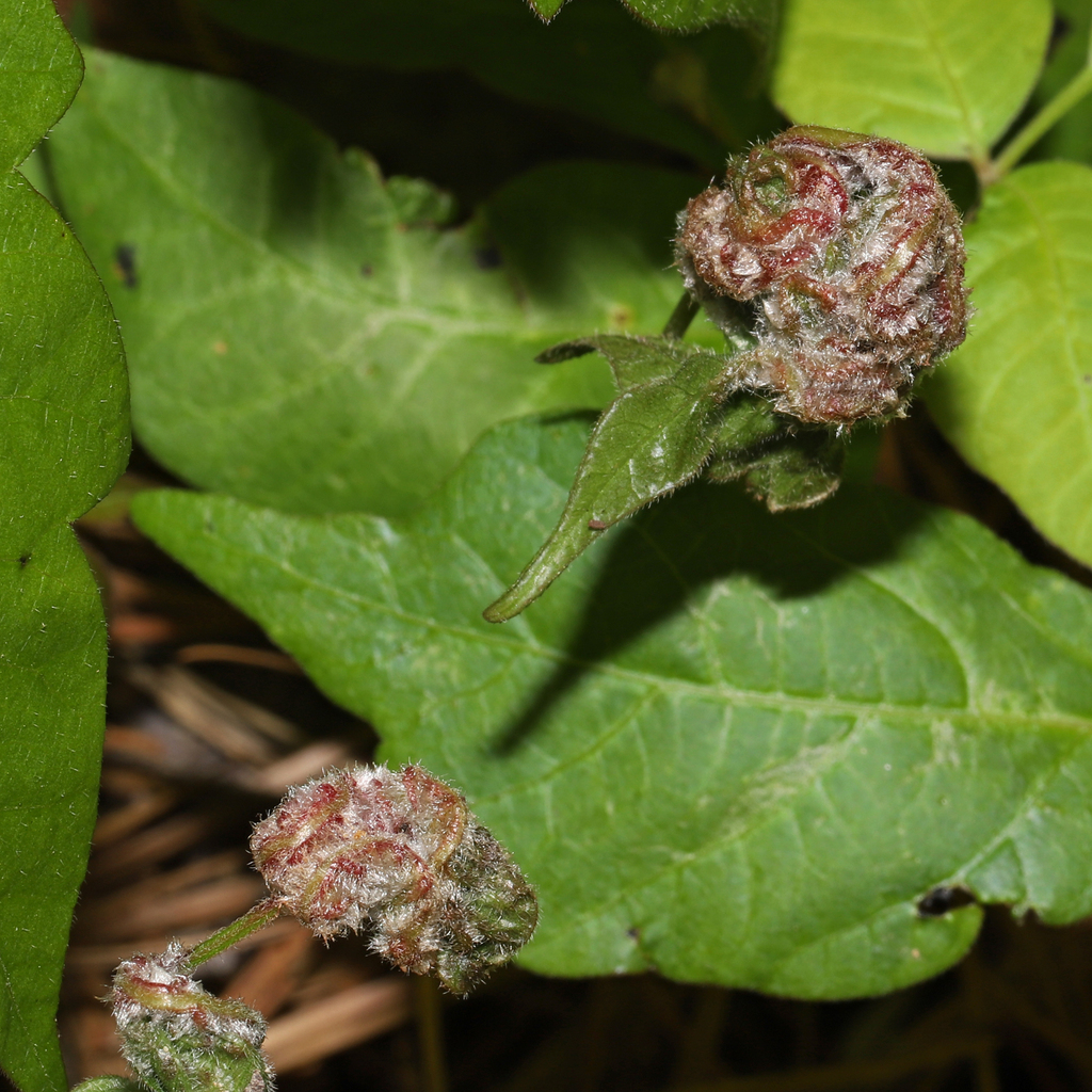 Poison ivy rust in April 2023 by Flown Kimmerling. I noticed these ...