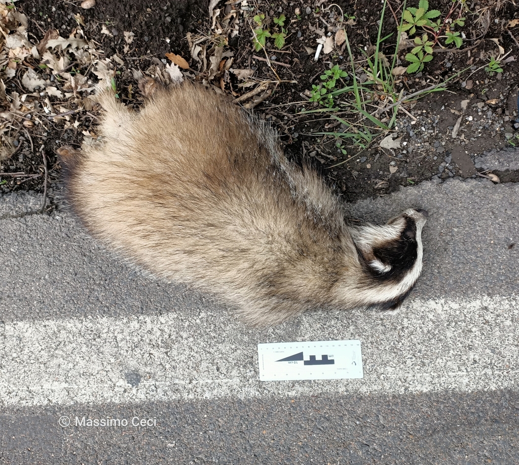 European Badger from 01100 Viterbo VT, Italia on April 20, 2023 at 11: ...