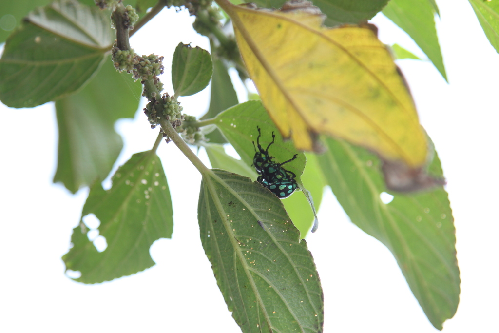Pachyrhynchus tobafolius in April 2023 by Baron_LIN · iNaturalist