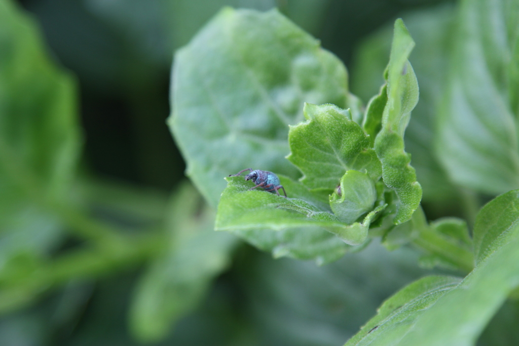 Metapocyrtus immeritus from 952台灣台東縣蘭嶼鄉紅頭2號 on April 04, 2023 at 01:53 ...