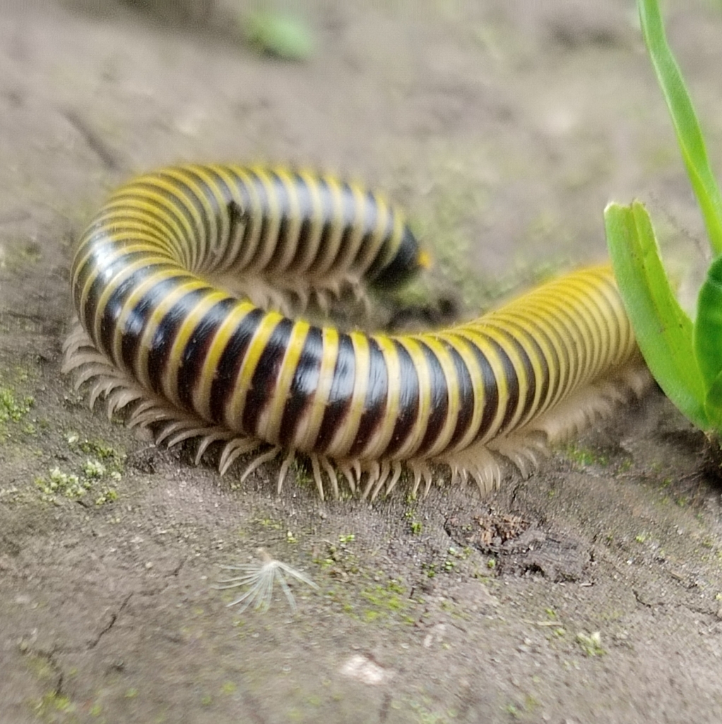 Round-backed Millipedes from Patate, Ecuador on April 19, 2023 at 01:55 ...