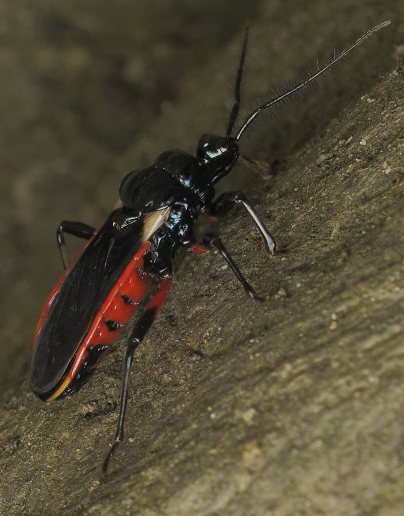 Millipede Assassin Bugs in April 2023 by S Dowell · iNaturalist