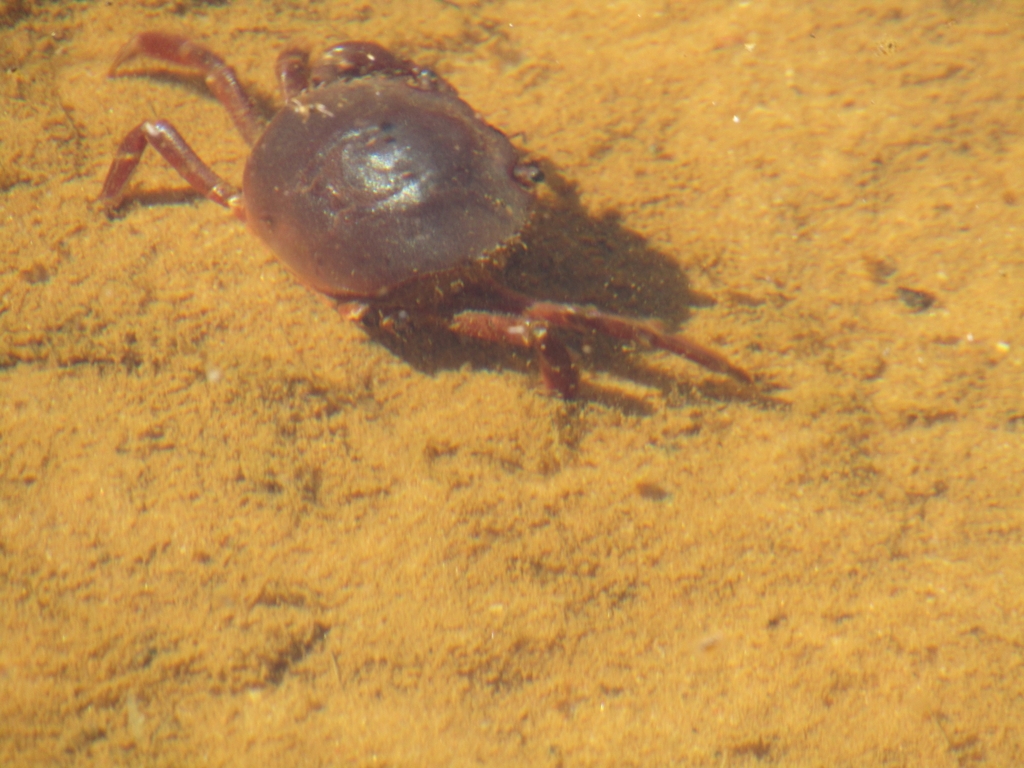 Dilocarcinus from Praia das Arnos on April 26, 2023 at 09:34 AM by Iza ...