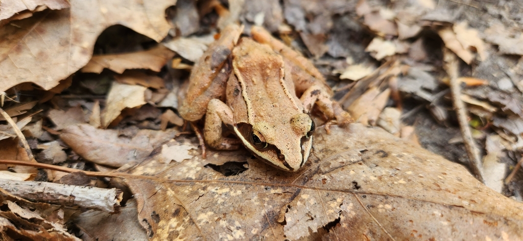 Wood Frog from Summerlee, WV 25901, USA on April 20, 2023 at 11:33 AM ...
