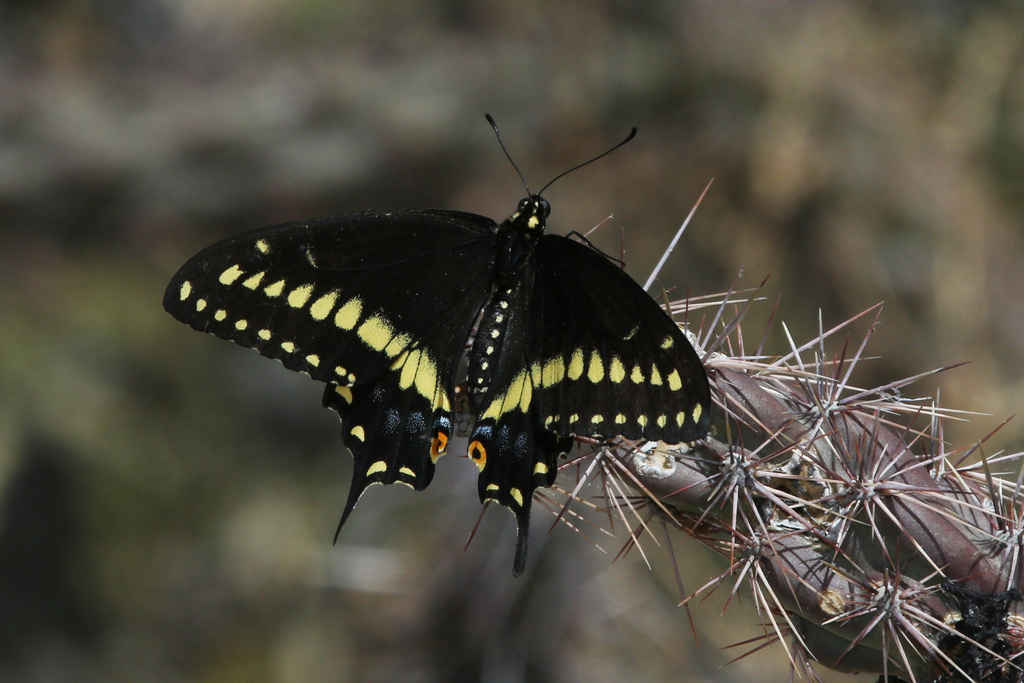 Eastern Black Swallowtail from Old Tucson, Arizona, United States on ...