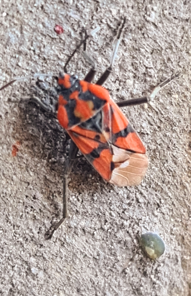 Spilostethus pandurus from 16035 Rapallo GE, Italia on April 26, 2023 ...