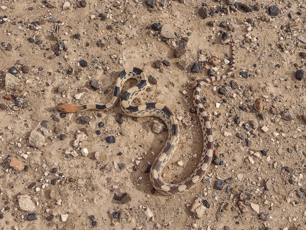 Mexican Bull Snake from 98275 Zac., México on April 26, 2023 at 08:49 ...