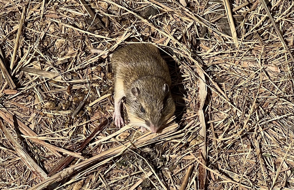 Prairie Vole from Lake Meredith—McBride Canyon on March 27, 2023 by ...