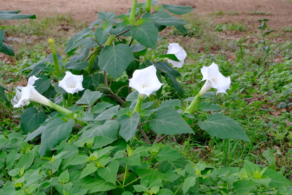 Sacred Datura from Jourdanton, TX, USA on April 25, 2023 at 08:24 AM by ...