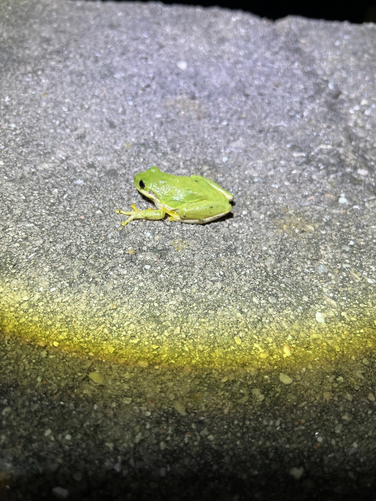 Squirrel Tree Frog from Archie McGugan Rd, Red Springs, NC, US on March ...