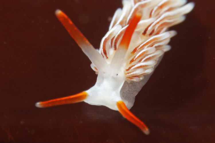 British Columbia Aeolid ( Intertidal Nudibranchs of the Monterey Bay ...