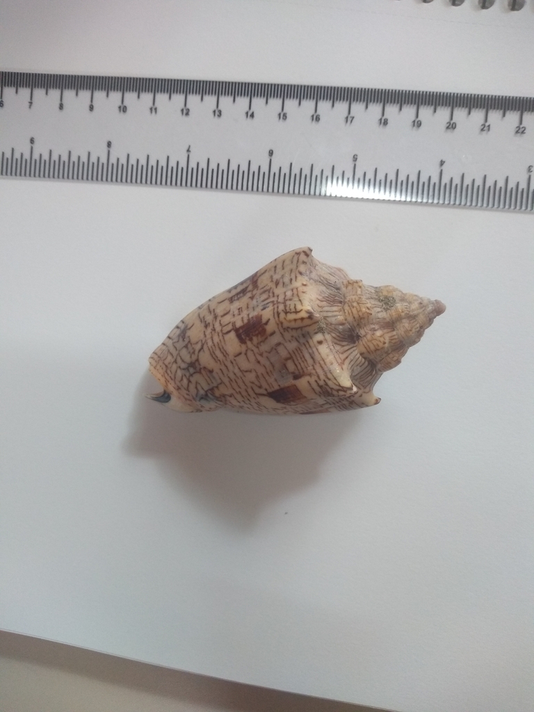 Hebrew volute from Porto Alegre - RS, 91260, Brasil on April 26, 2023 ...