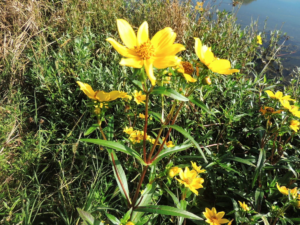 larger bur-marigold from Como, Fort Worth, TX 76107, USA on October 23 ...