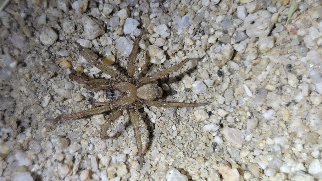 Aptostichus from Homewood Canyon, CA, USA on April 21, 2023 at 10:16 PM ...