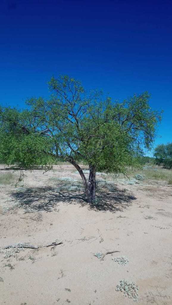 Torote prieto (Paleta Vegetal de Hermosillo) · iNaturalist